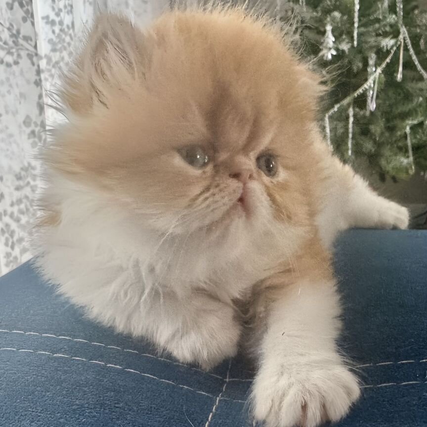 Персидский котёнок