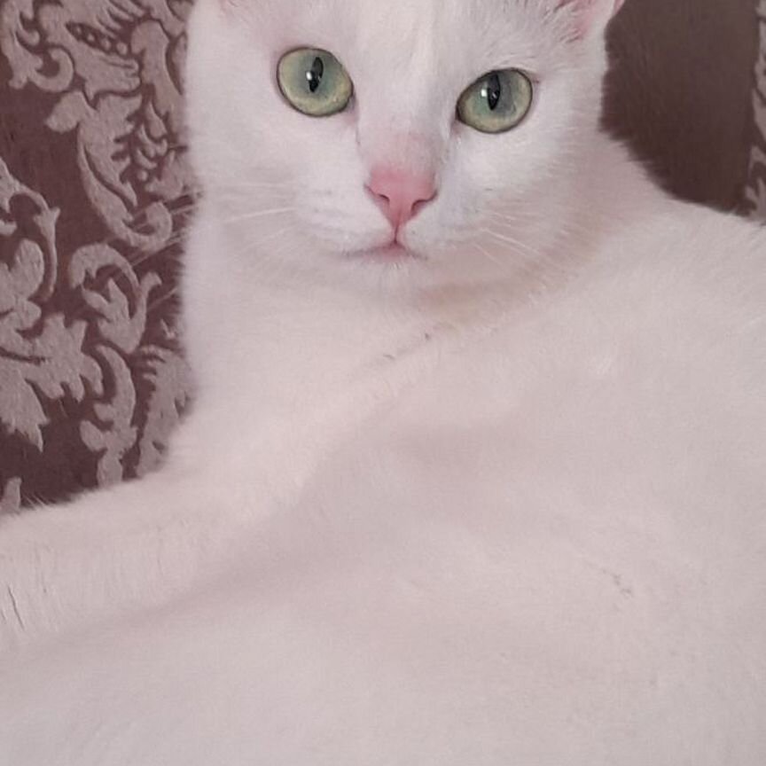 Отдам в добрые руки кошку