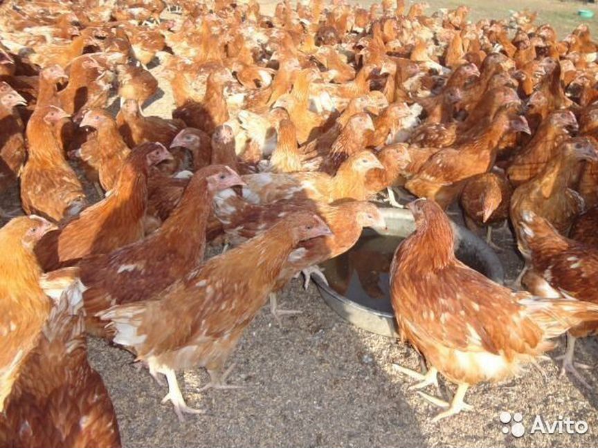 Куры молодки несушки