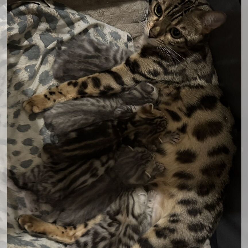 Бенгальские котята