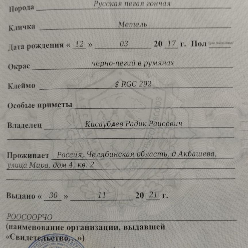 Русская пегая гончая