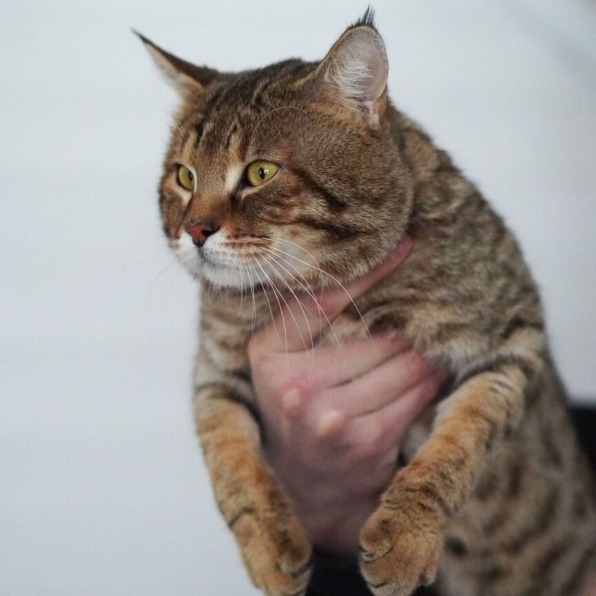 Котик Чаузи Ф3 ищет семью