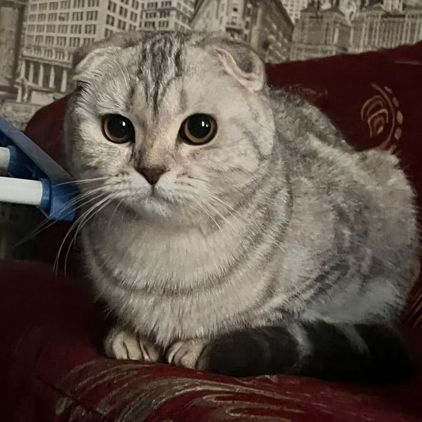 Шотландский вислоухий короткошёрстный котёнок