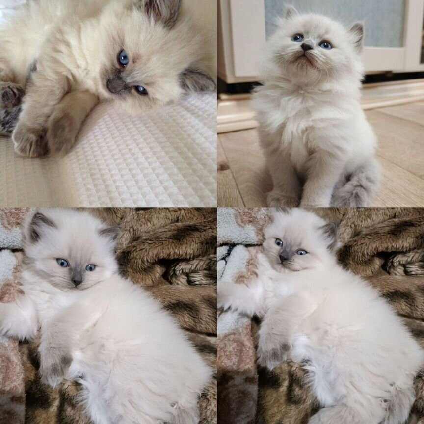 Невский маскарадный котёнок