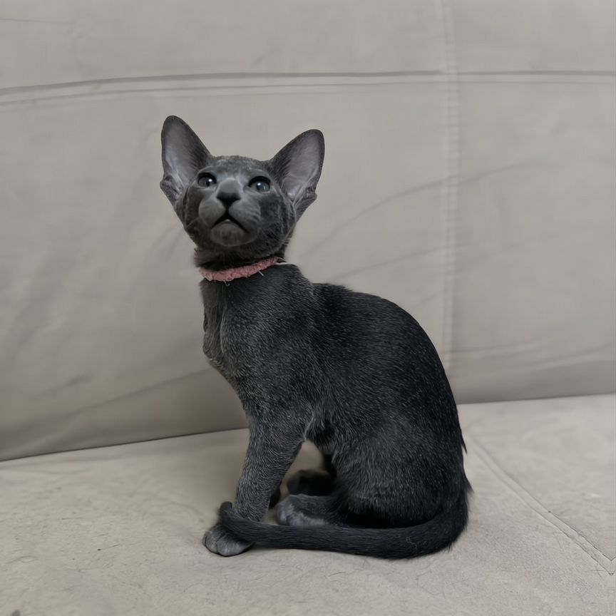 Ориентальный котёнок