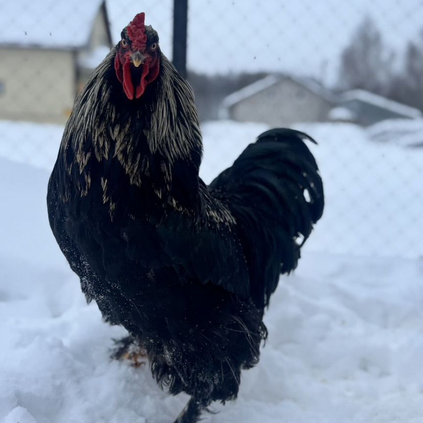 Петух микс брама