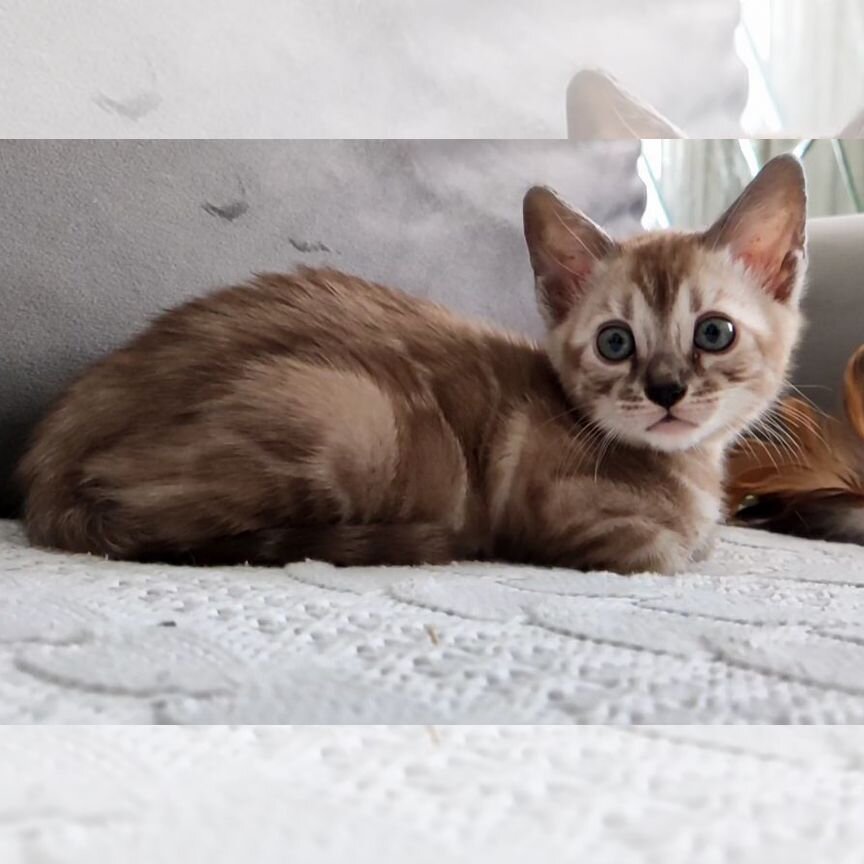 Бенгальские котята, шоу класса