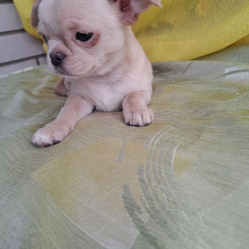 Щенки чихуахуа