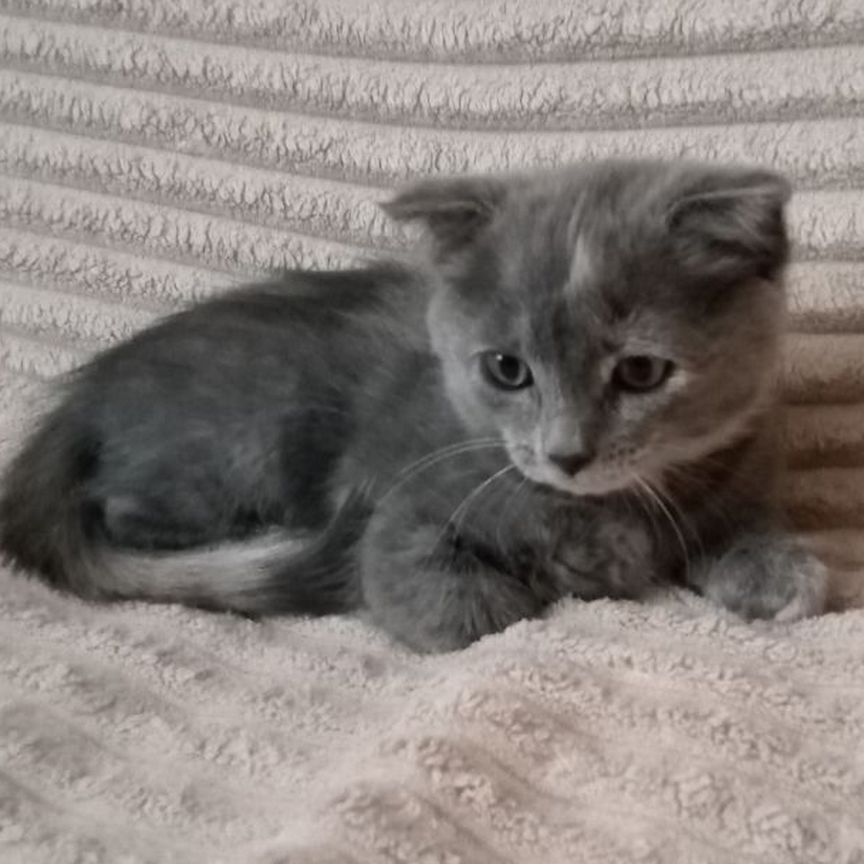 Шотландская вислоухая