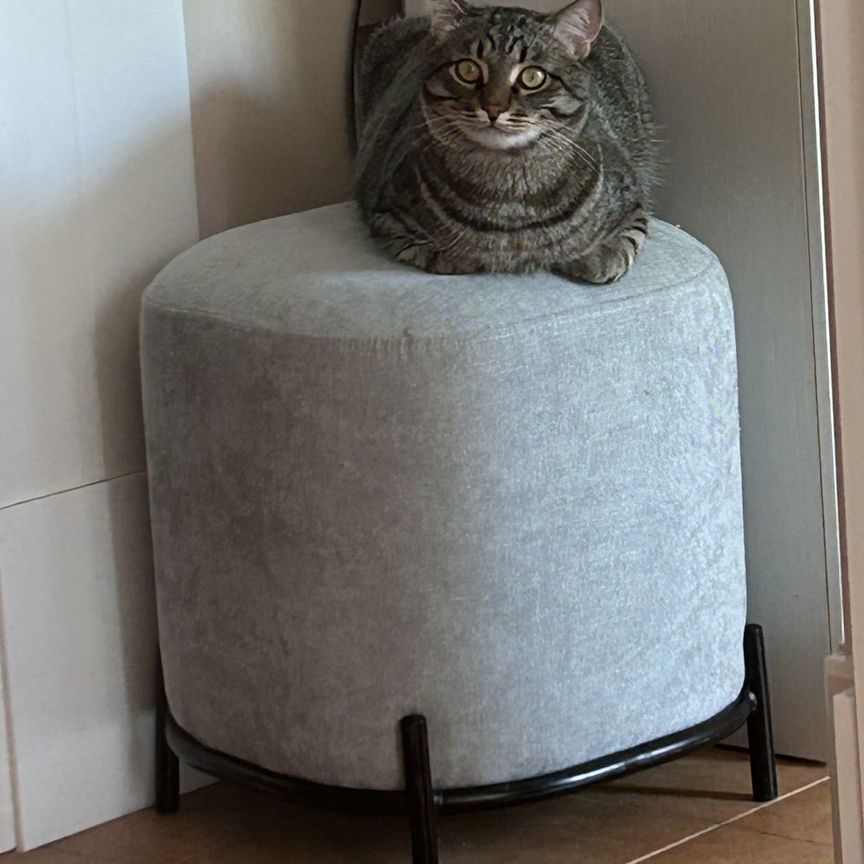 Котик на расстоянии