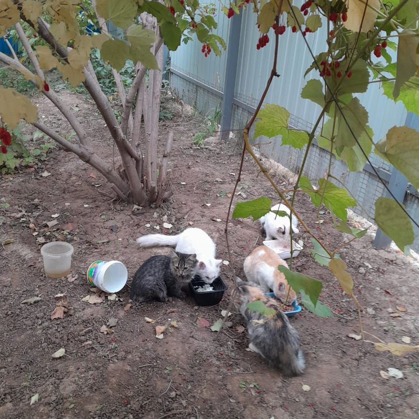 Ищем хозяев