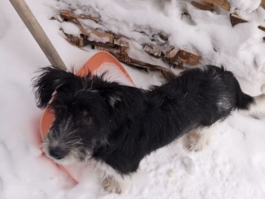 Отдадим щенка в хорошие руки