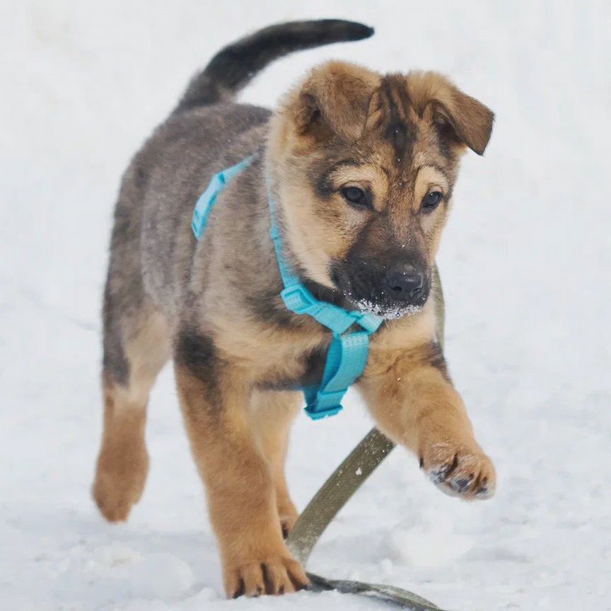 Щенок в добрые руки