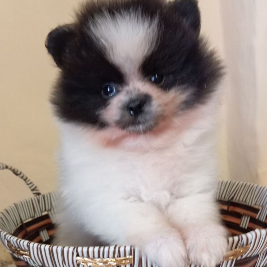 Померанский шпиц, щенок