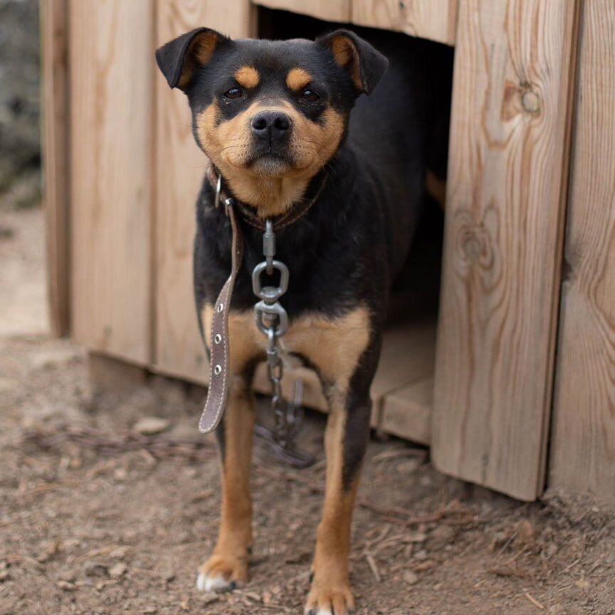 Отдам собаку в добрые руки