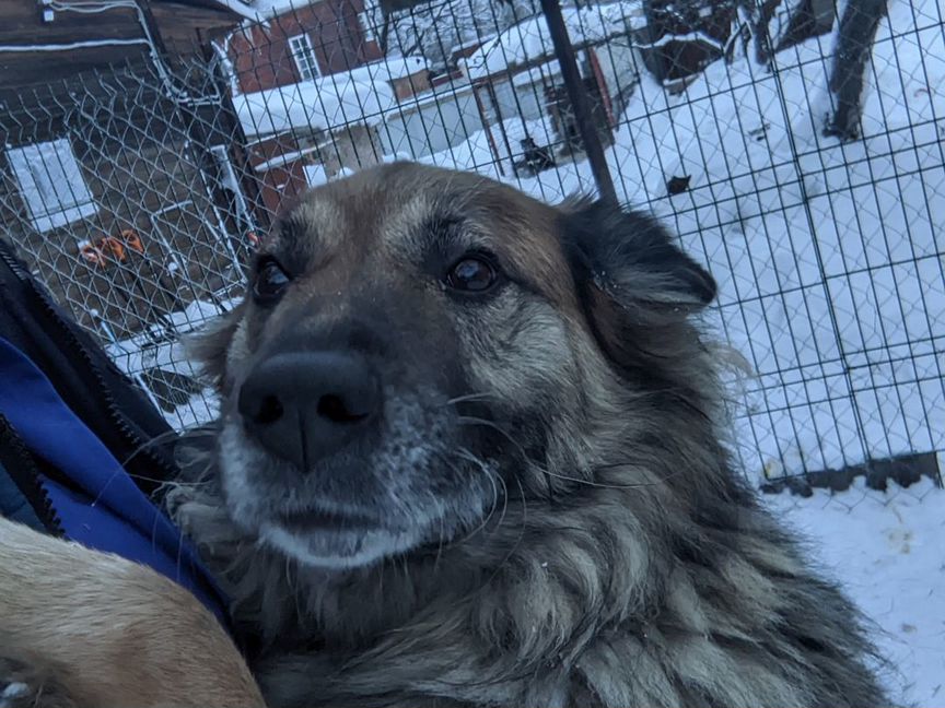 Пёс ищет семью