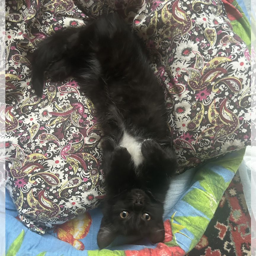 Черный котенок