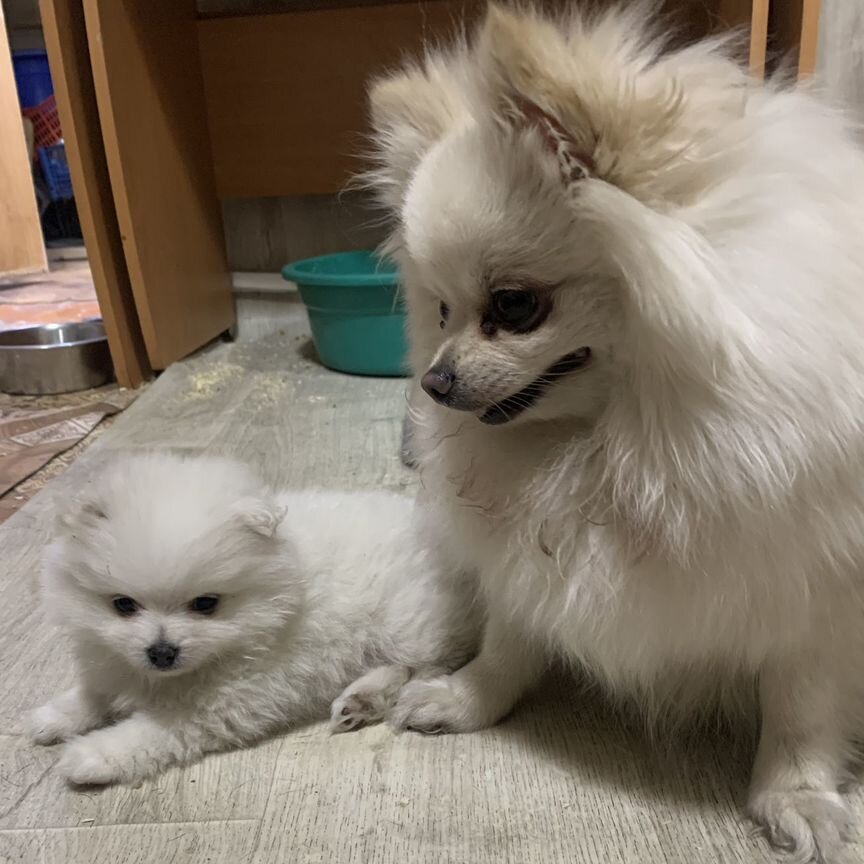 Померанский шпиц, щенок