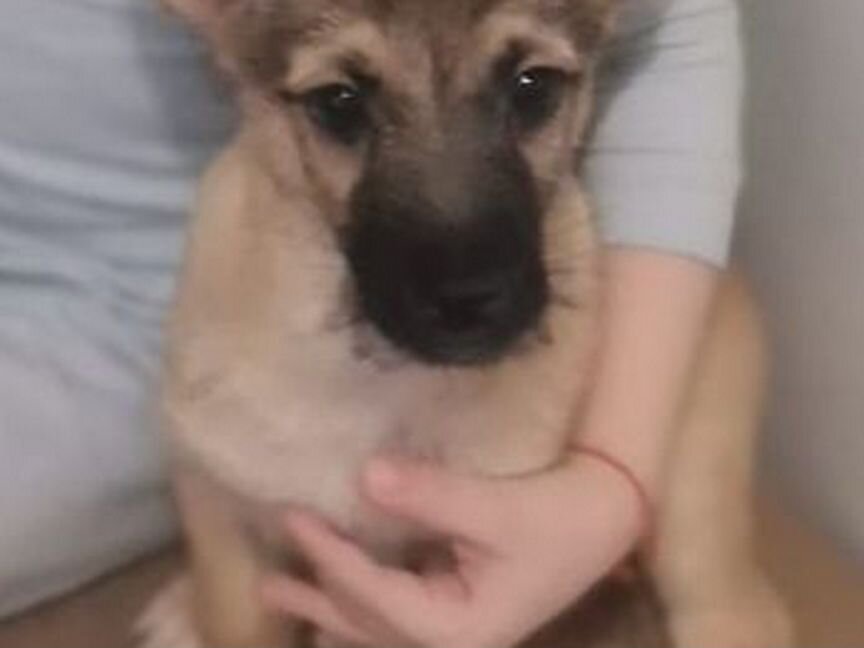 Маленькая собака в добрые руки