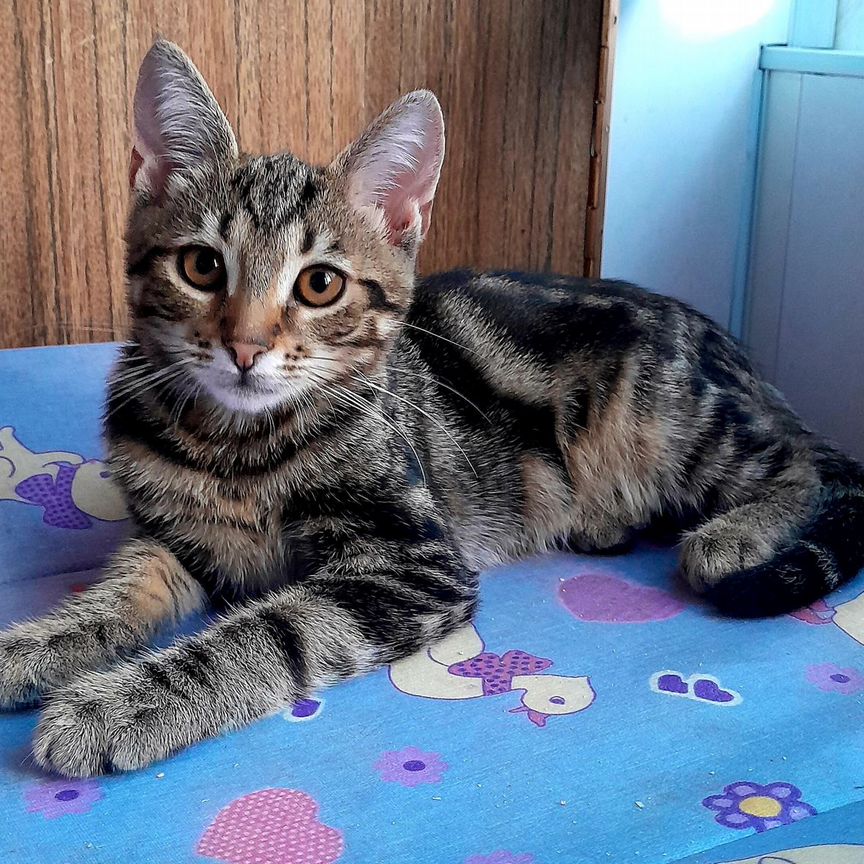 Котик-подросток 5 мес