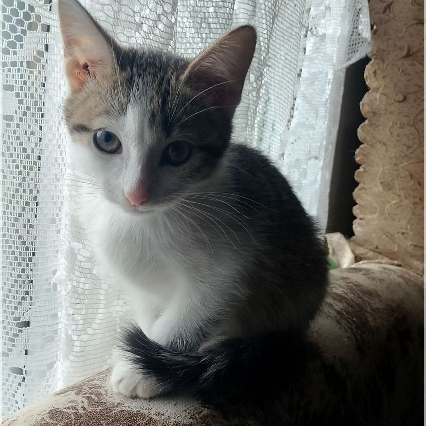 Кошечка