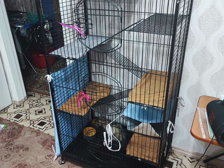 Клетка