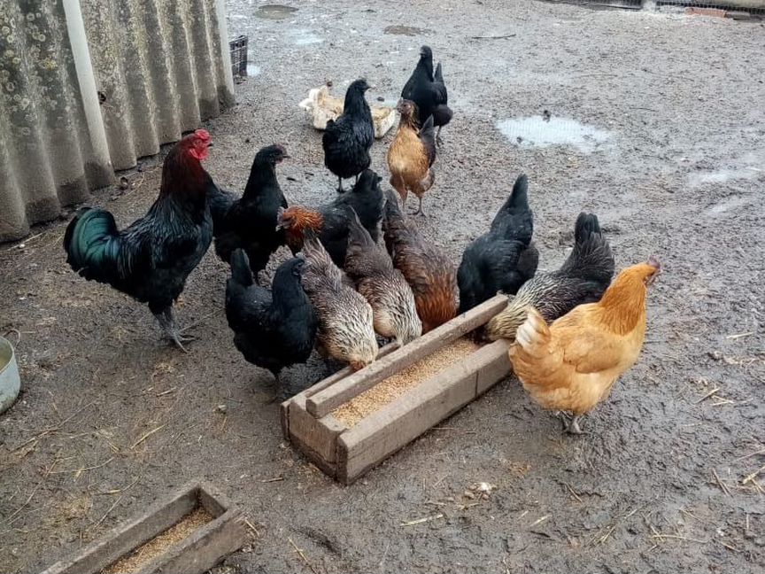 Куры молодки несушки