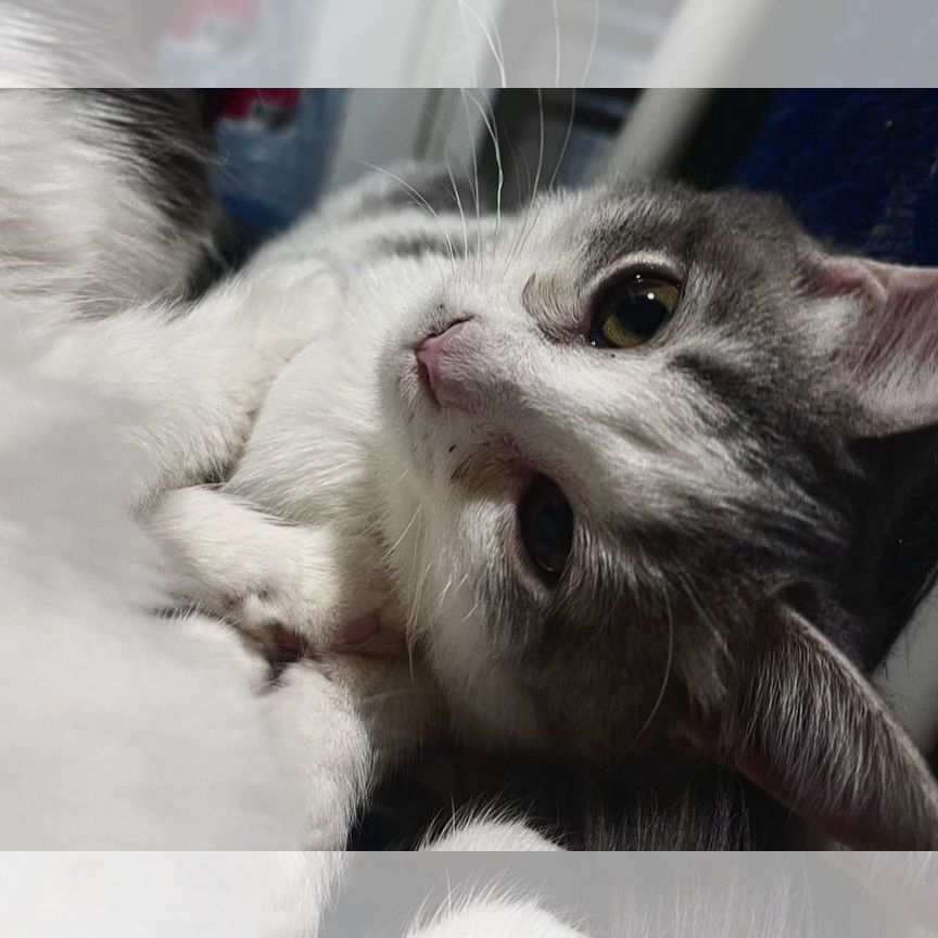 Котята в добрые руки приучены к лотку