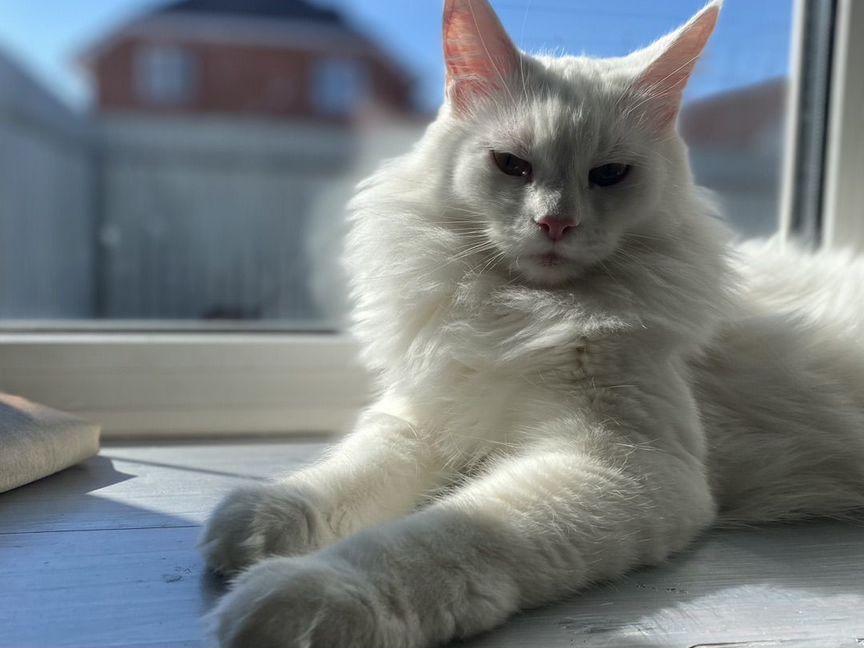 Потерялась любимая кошка