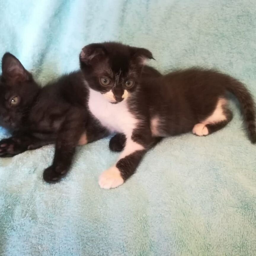 Котята Мальчики