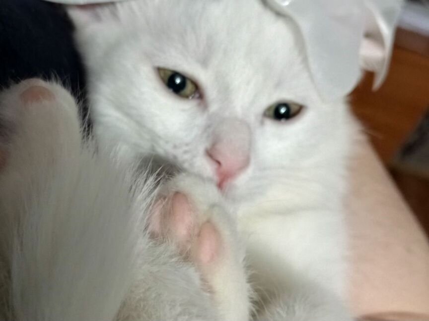 Турецкая ангора+ британка 3 месяца)