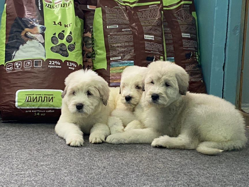 Южнорусская овчарка