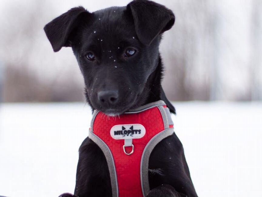 Крошка Баффи проводит детство в приюте