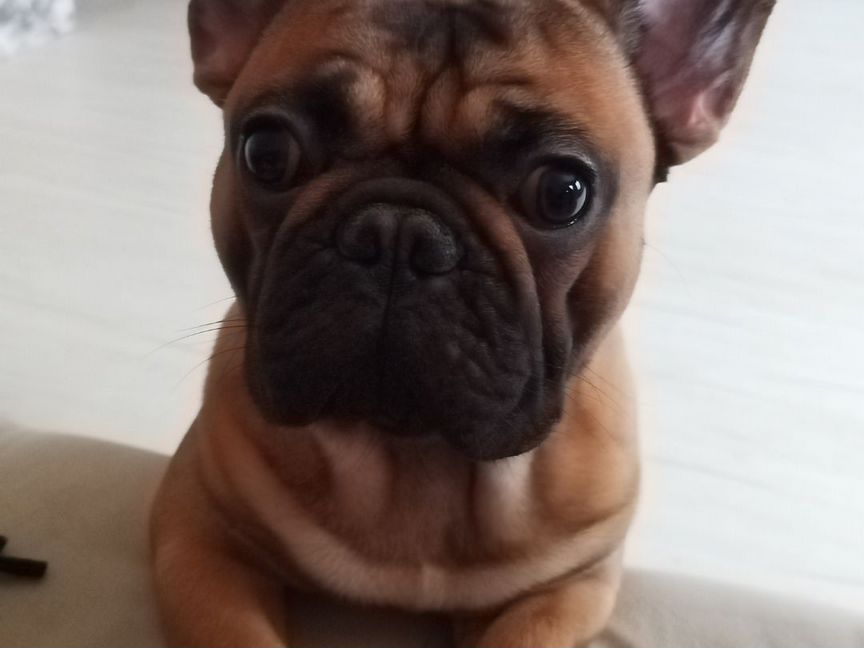 Французский бульдог кабель вязка