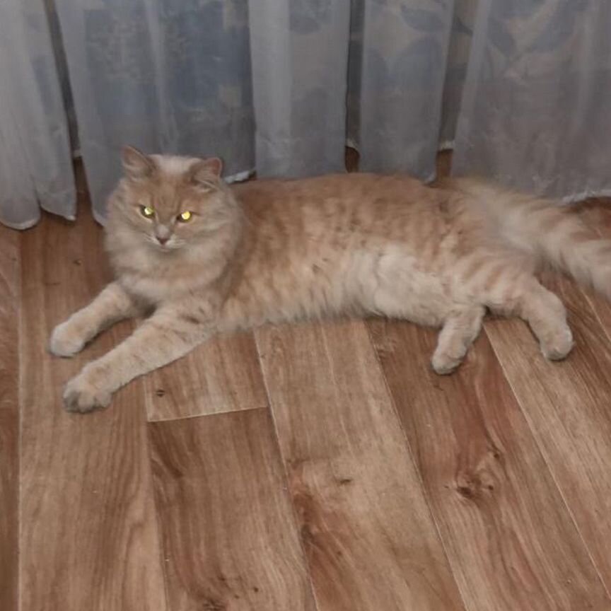 Кот и кошечка в добрые руки