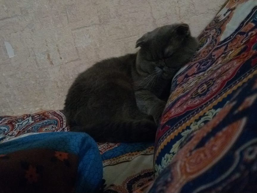 Котик ищет мартовскую кошечку