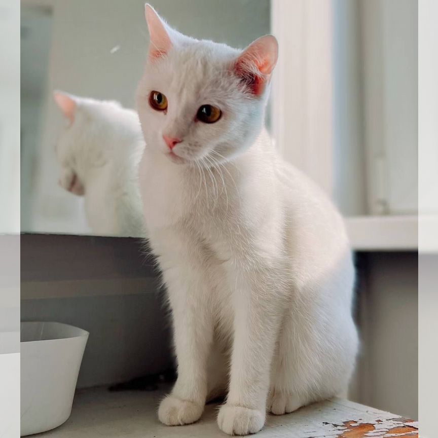 Взрослая, кошка в добрые руки