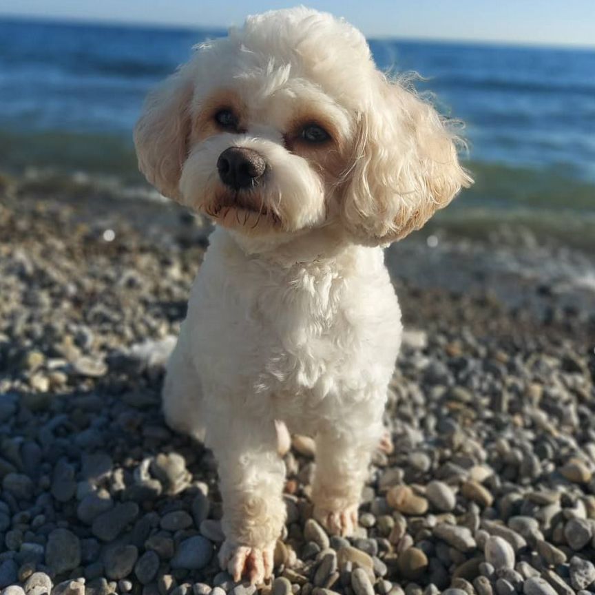 Мальтипу, вязка