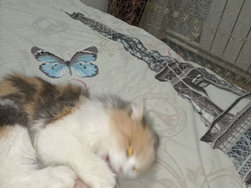 Кошка Мурка ищет мужа