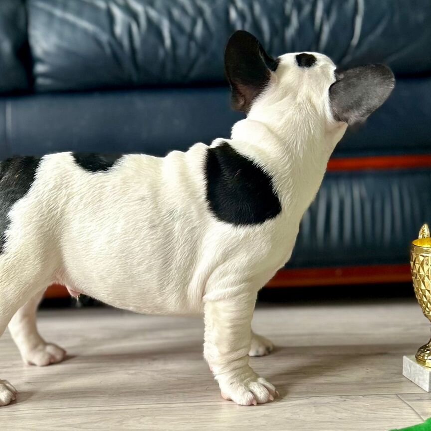 Шикарные малыши