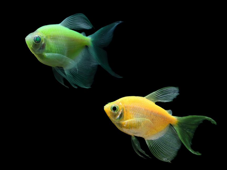 Тернеция Гло фиш вуаль Ассорти