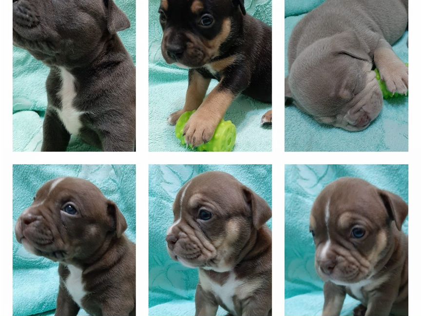 Щенки американский булли