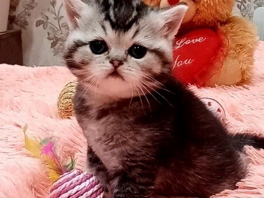 Шотландские карапузы скоттиш страйт