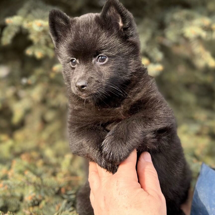 Девочка щенок схипперке