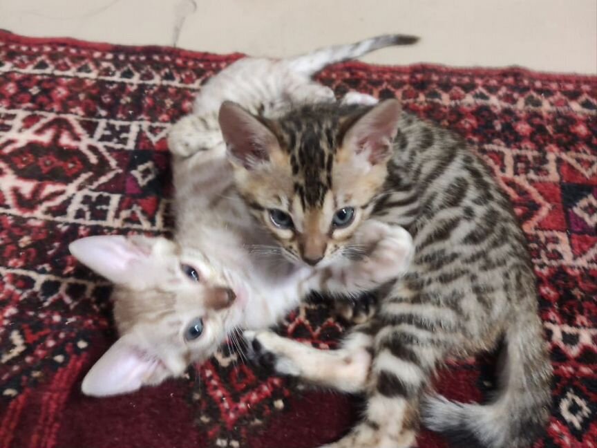Кошка бенгальская
