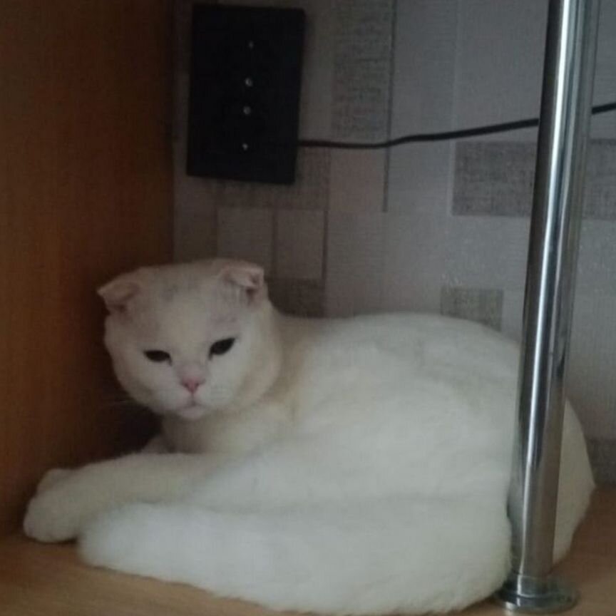 Котик ищет кошечку на вязку британец