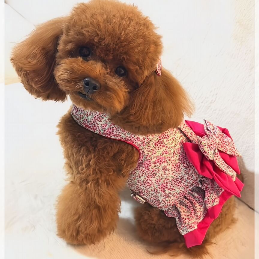 Той-пудель, щенок