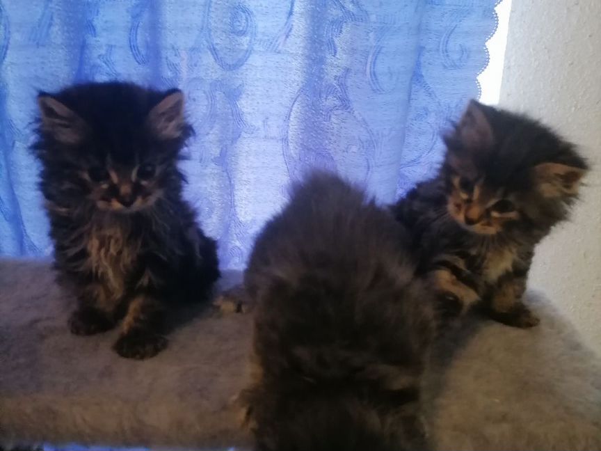 Кошки, котята, курильский бобтейл