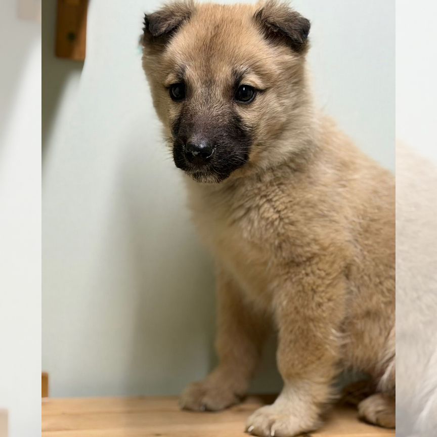 Щенок в добрые руки