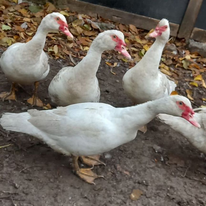 Утки шипуны